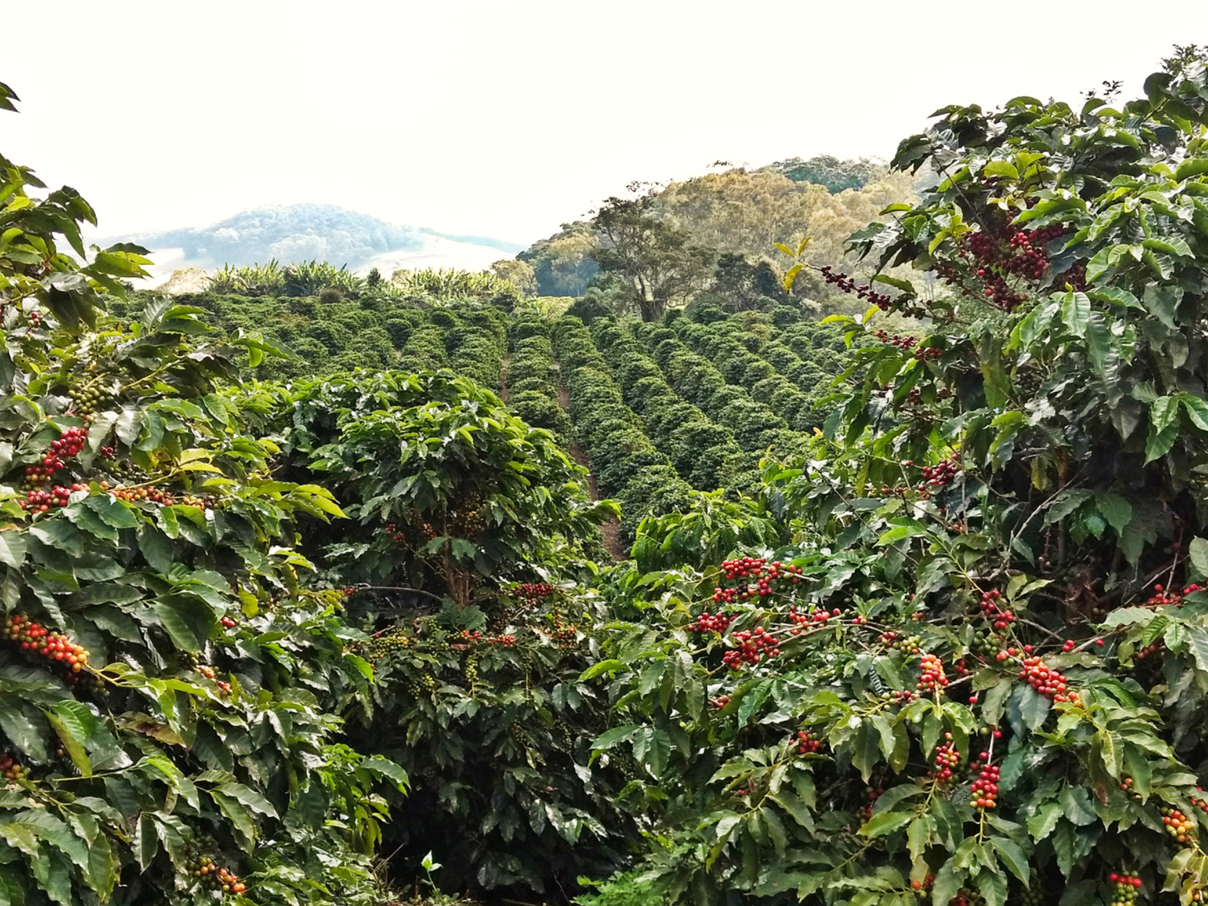 Unveiling the complex flavour profile of our Colombian Geisha - Vicky ...