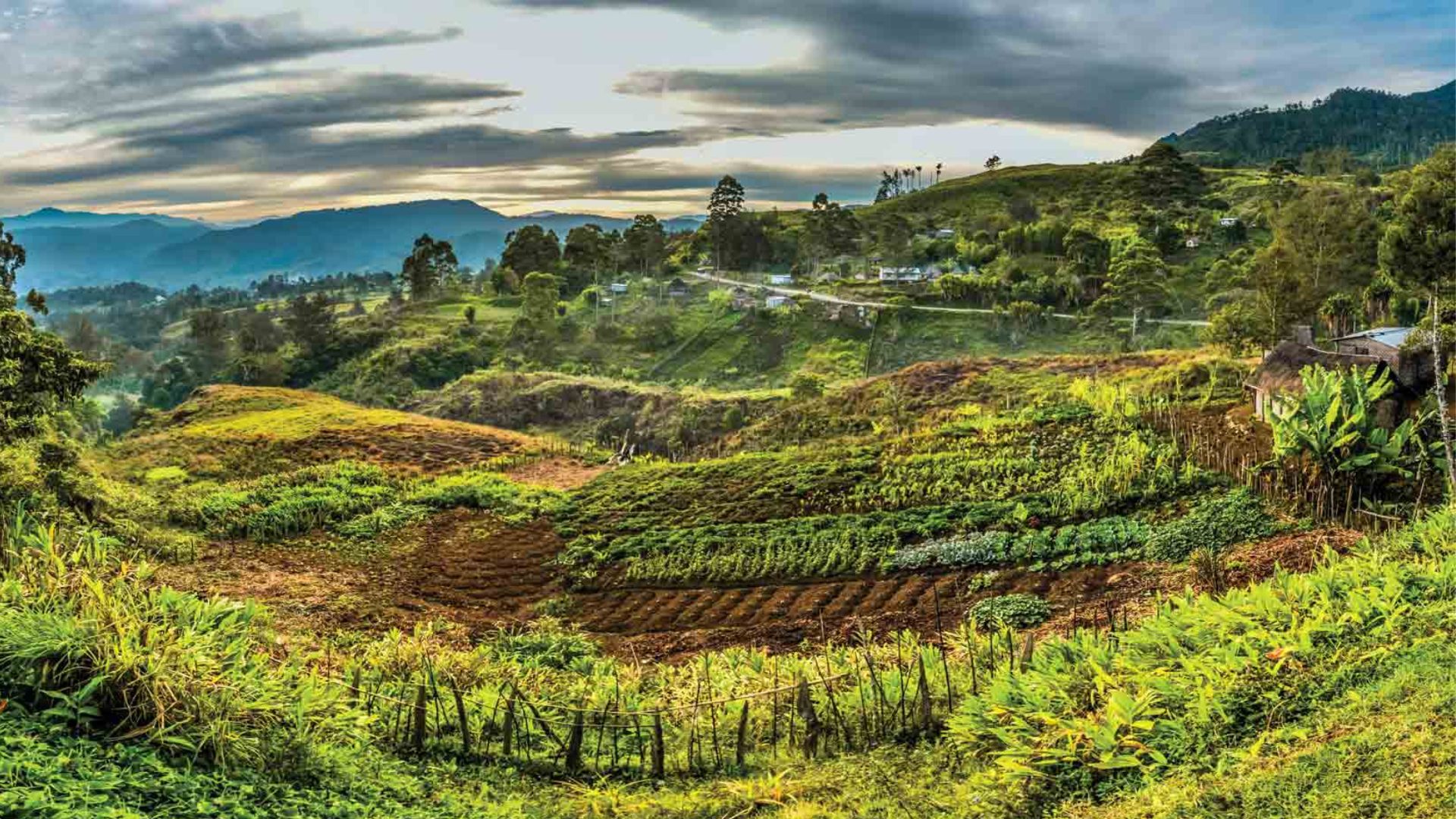 Sip the Tropics: Unique Coffee Experience from Papua New Guinea - Vicky ...