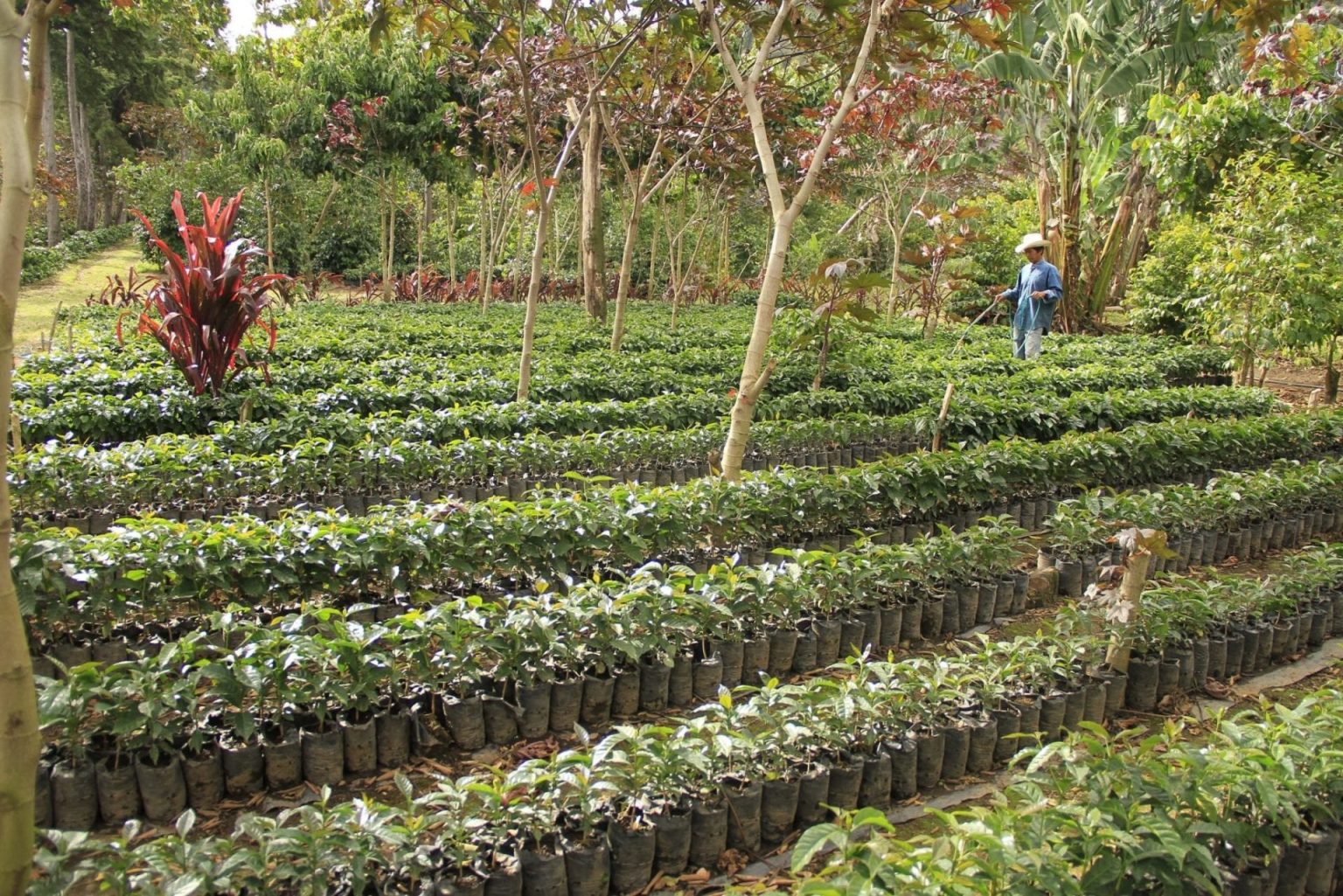 Where Volcanic Soil Brews Peach and Hazelnut: El Quetzal, Guatemala ...